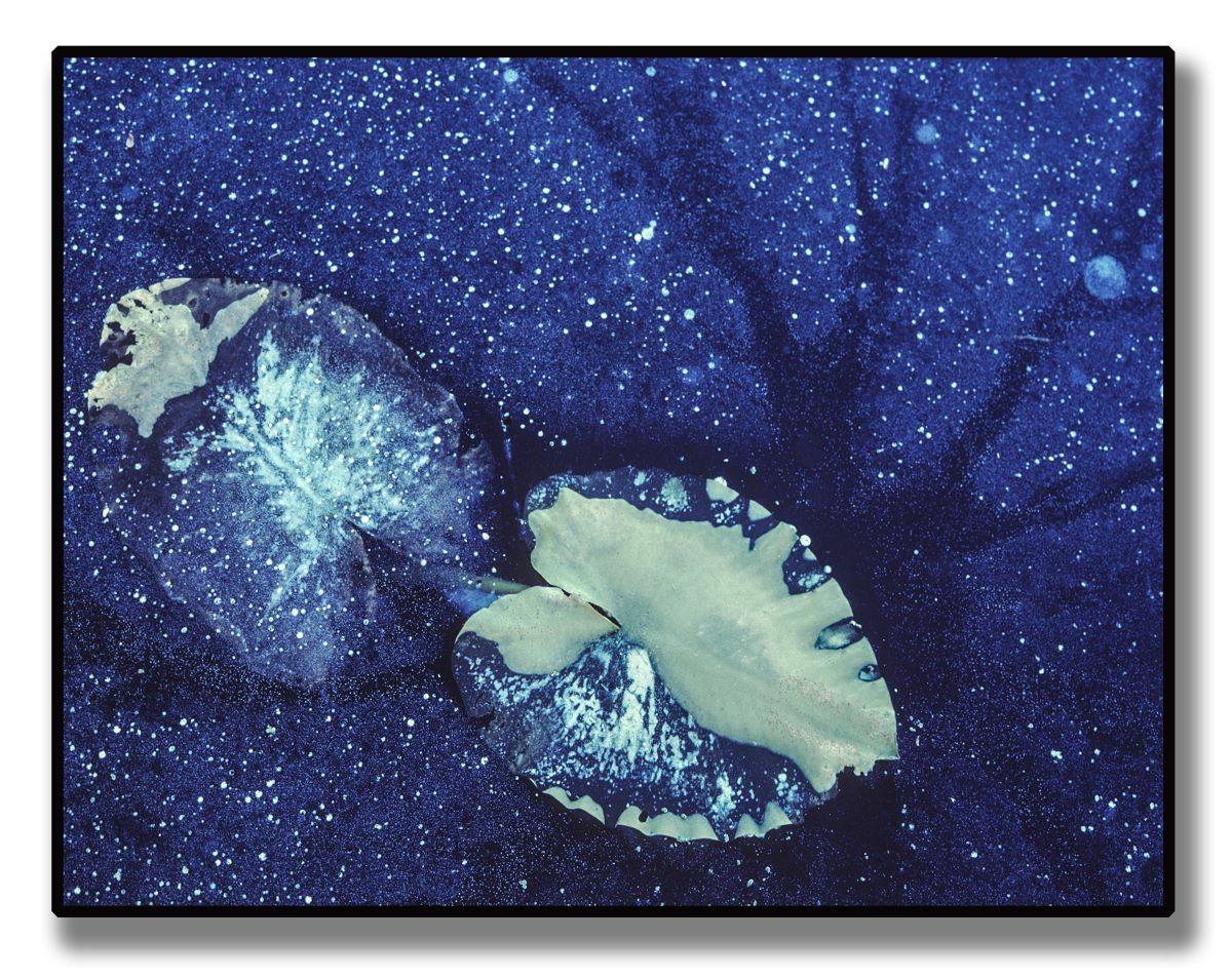 Access Prime Nature & Wildlife Photography on Denman Island - Visit ...